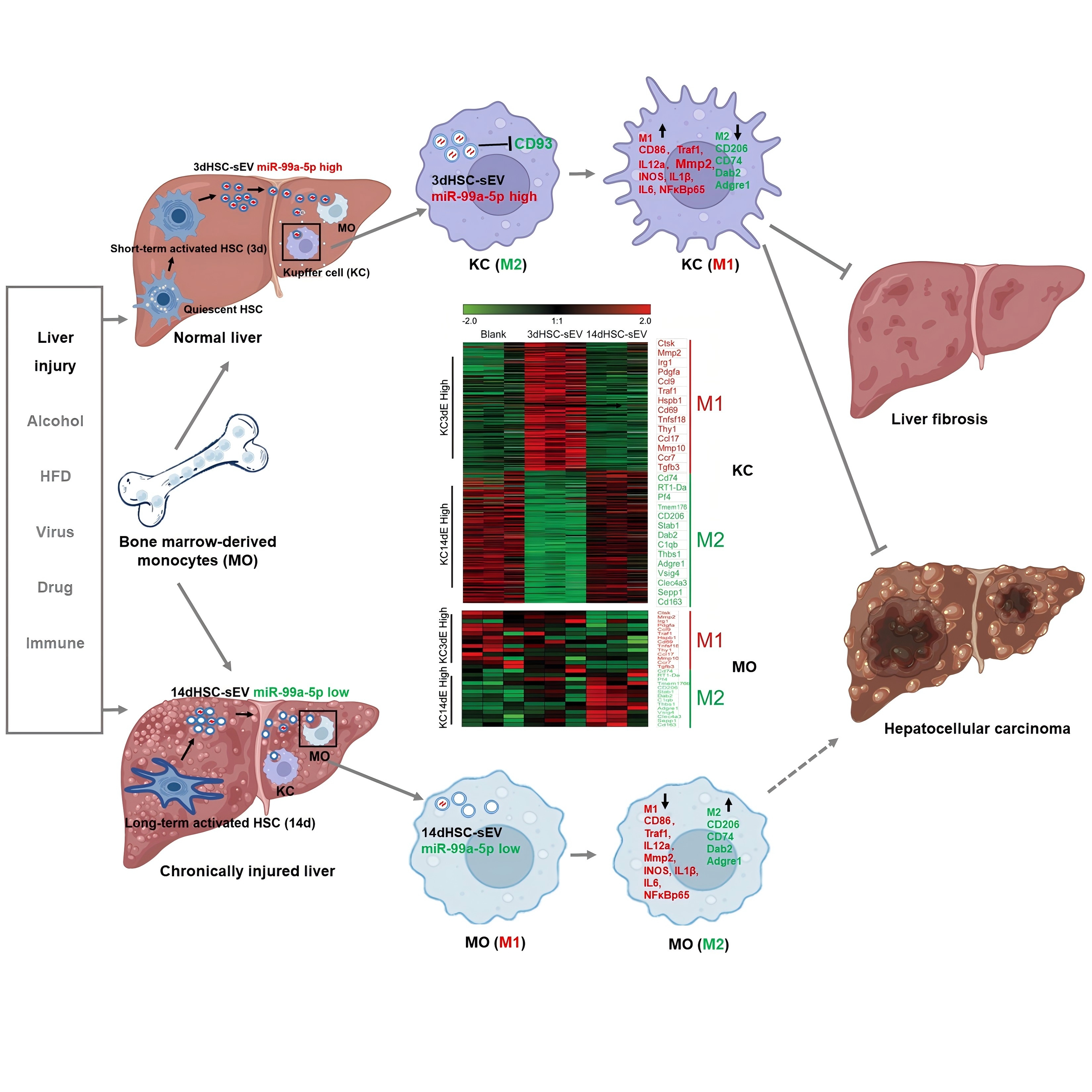 Prof. Juling Ji’s Team Makes New Breakthrough in Liver Immune ...